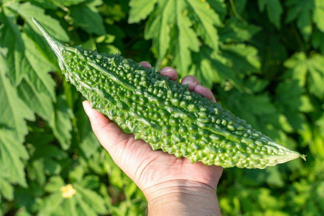 Goya – The Bitter Okinawan Superfood