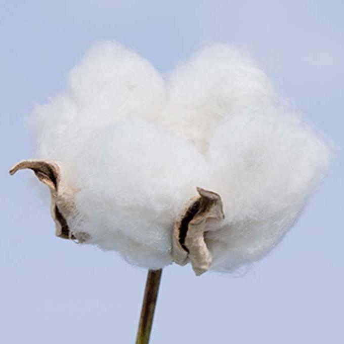 Cotton Labo Organic Cotton Sanitary Napkins 16 Pads