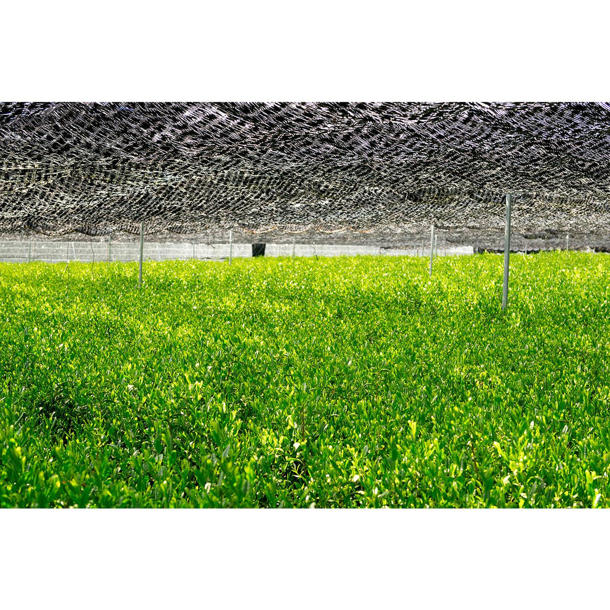 Magouemon Yamashiro Premium Uji Matcha Hand-Picked & Stone Milled 40g